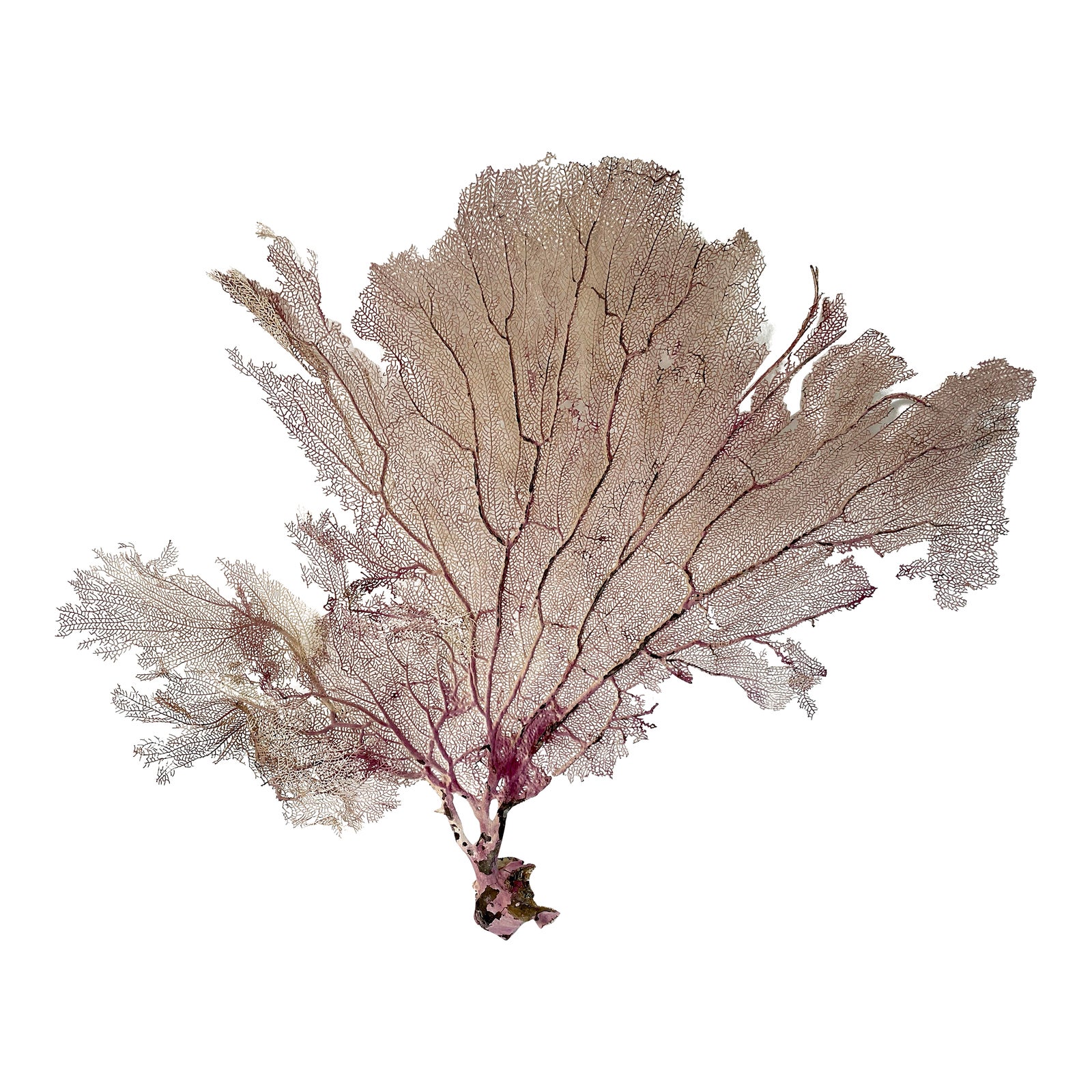 Giant Natural Caribbean Sea Fan | Chairish
