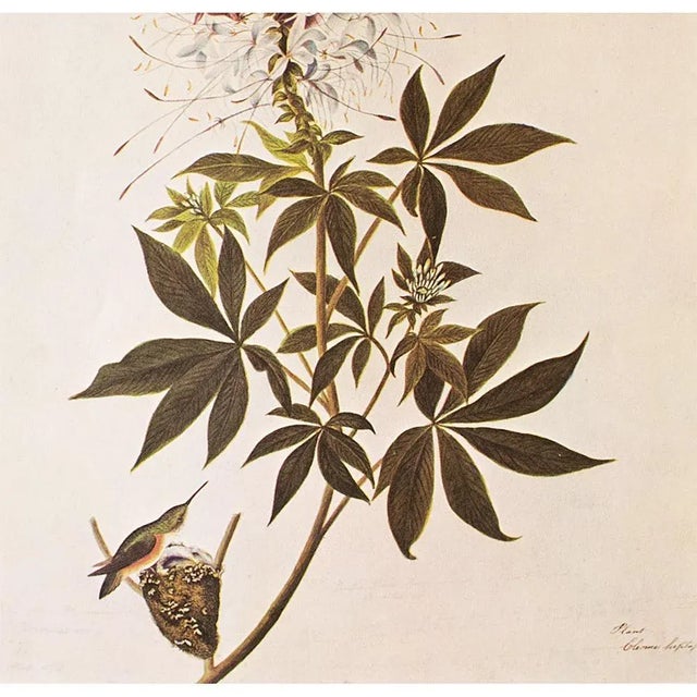 Ruff-Necked Hummingbirds After John J. Audubon, 1966 Cottage Print ...