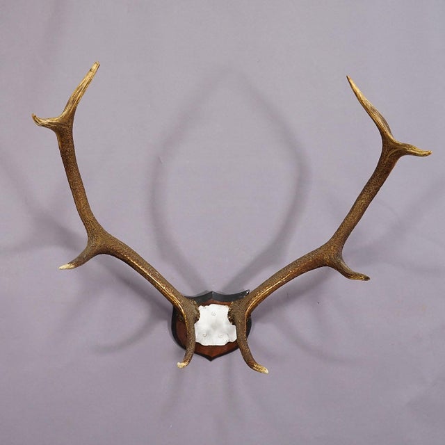 Large Black Forest Red Deer Trophy on Wooden Plaque - Germany Ca. 1900s ...