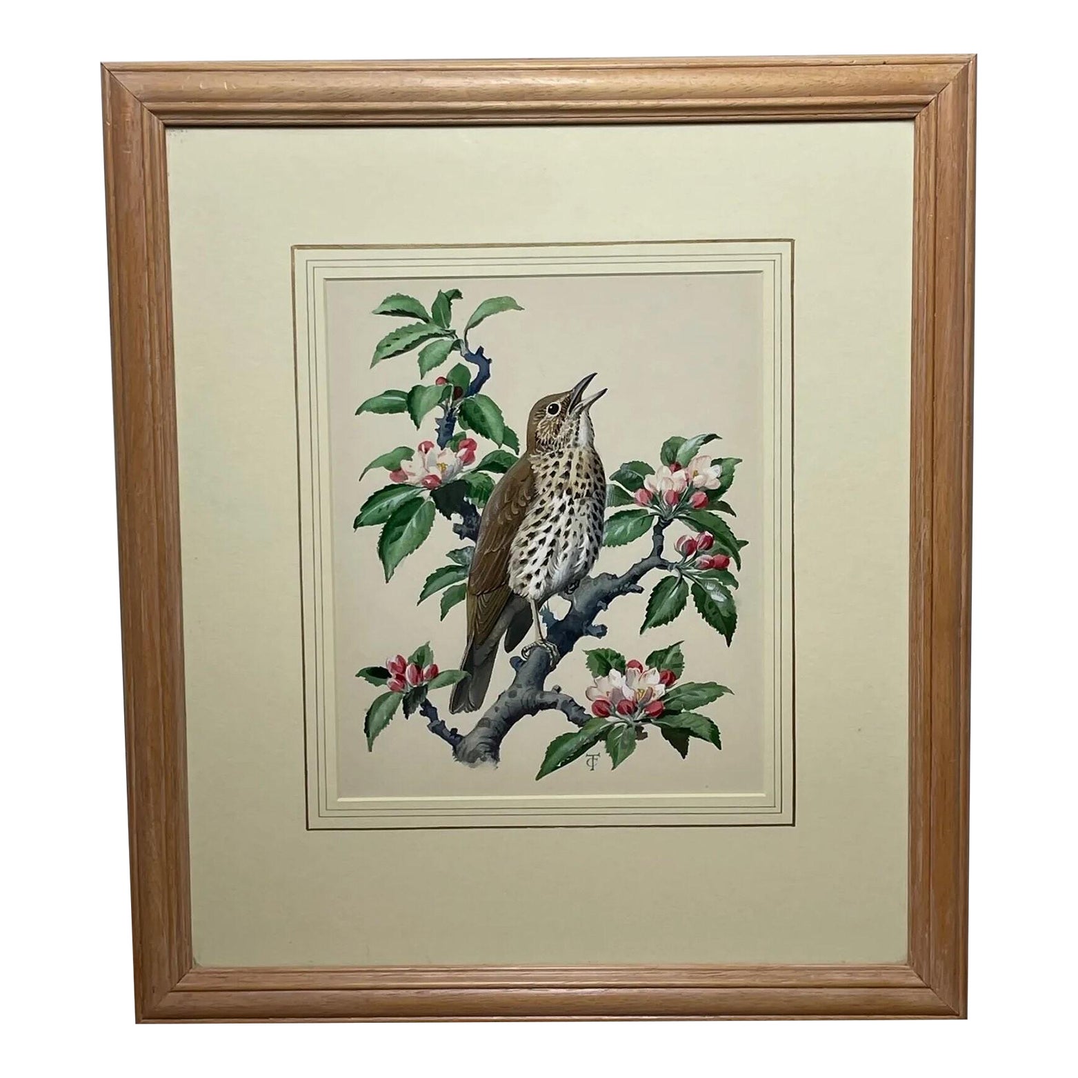 Framed Mid-Century British Bird Watercolour by Charles Frederick ...