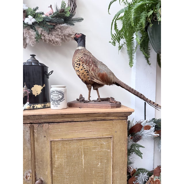 Antique Grain Painted Jelly Cupboard | Chairish