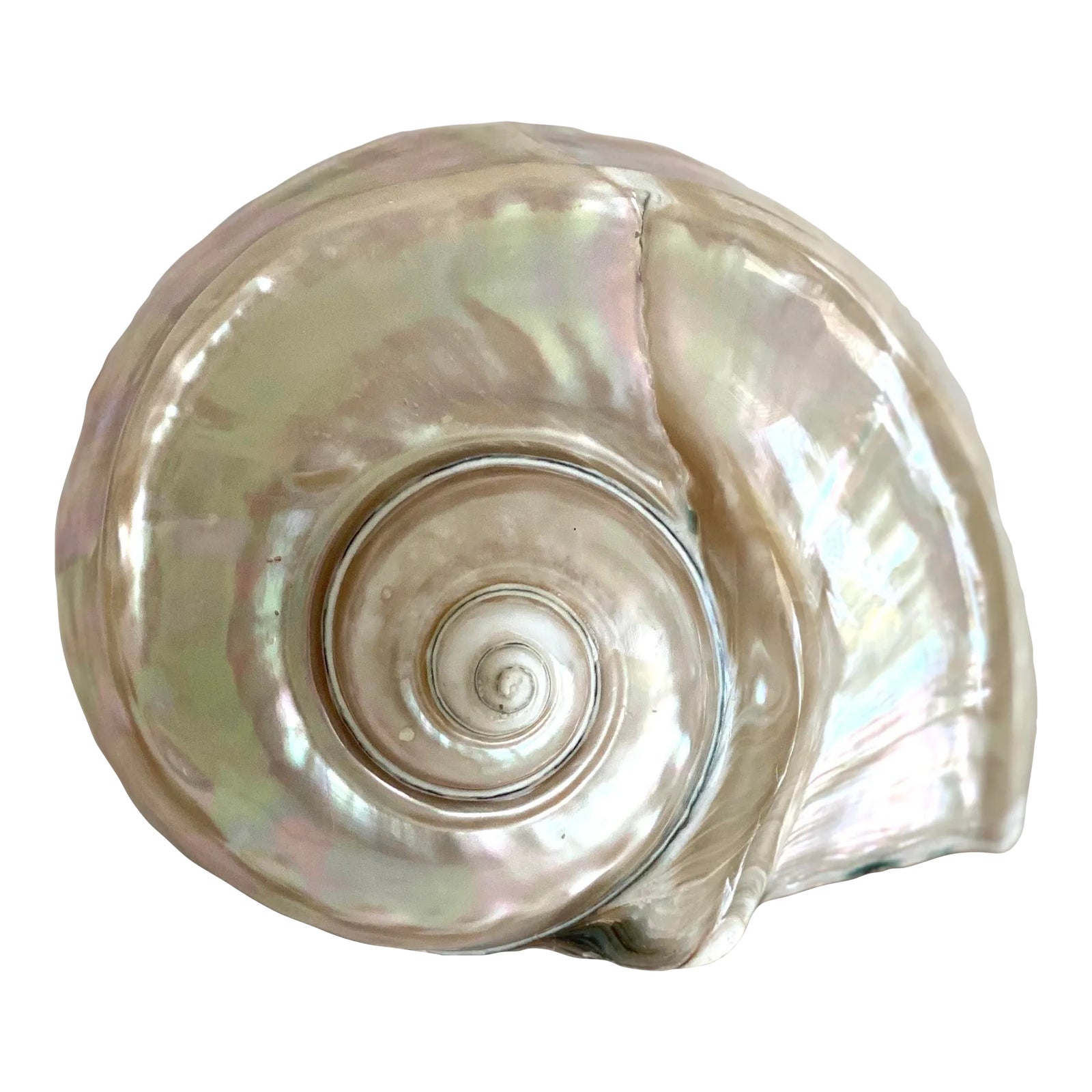 Mother of Pearl Turbo Marmoratus Shell | Chairish