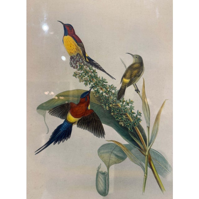 Pair of 19th Century John Gould, H. C. Richter Hand-Colored Bird ...
