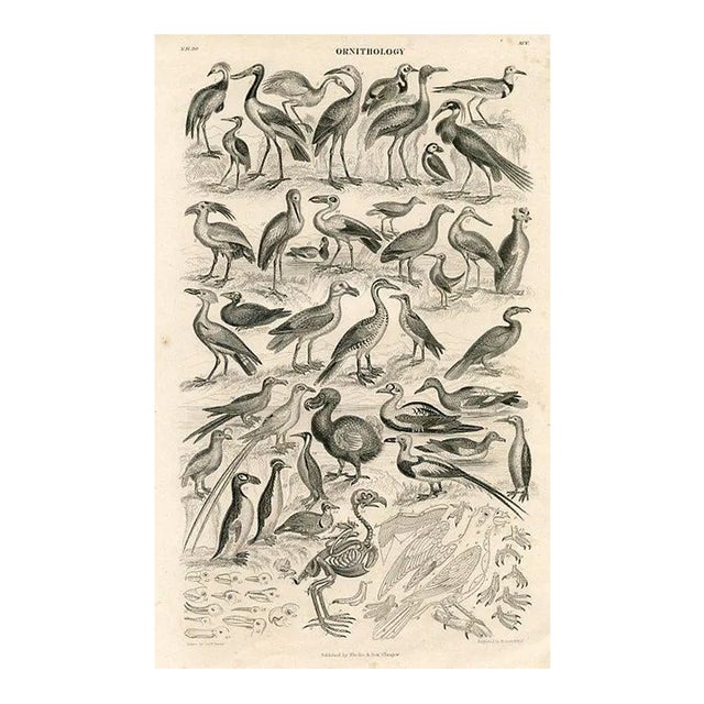 Mid-1800s, Water Birds Print Including Heron and Crane, Original ...