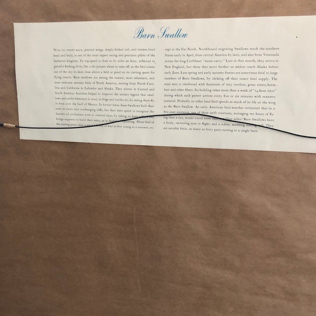 1960s Vintage After Audubon Study Prints, Framed - Set of 3 | Chairish