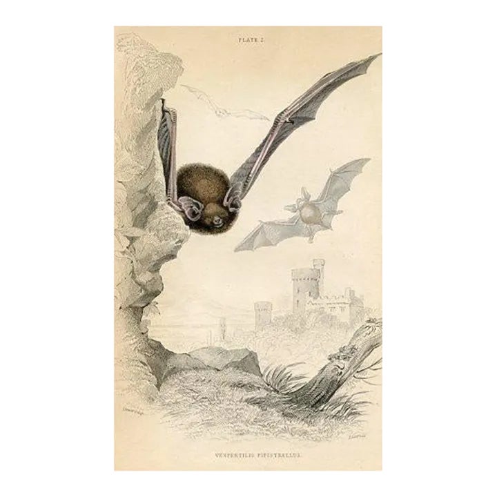 1830s, Vesper Bat Print, Original Antique Mammal Engraving, England ...