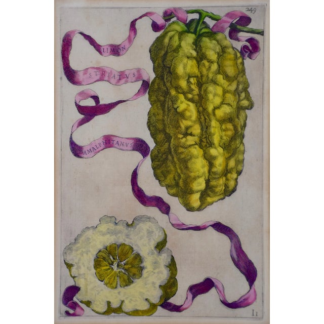 Giovanni Battista Ferrari "Limon Straitus Amalphitanus" Ferrari 17th C ...