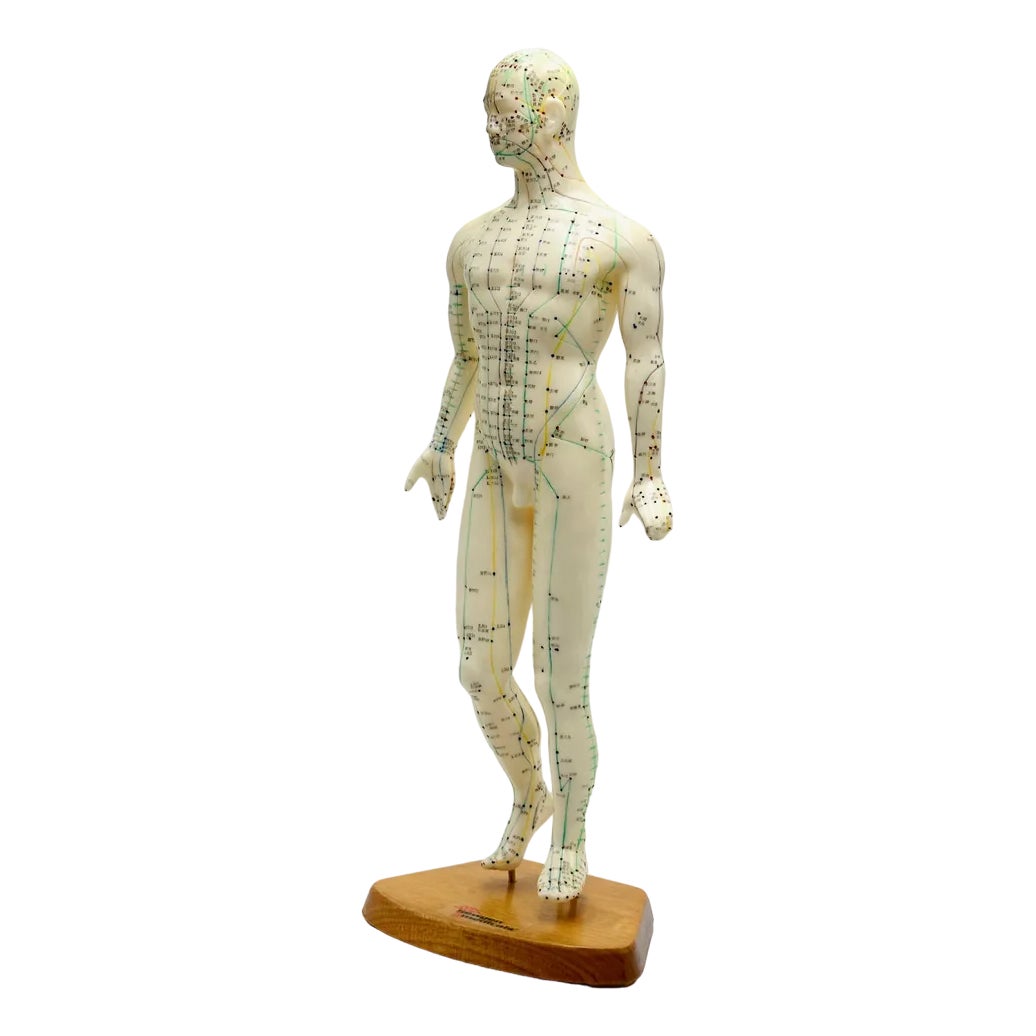 Vintage Vinyl Meridian Model from Newgen Medicals, 1970 | Chairish