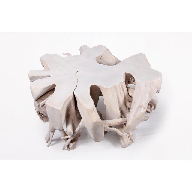 Round White Teak Root Coffee Table 14 | Chairish