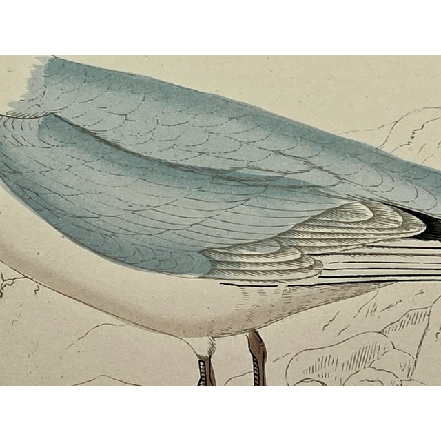 Antique Hand Colored Bird Print Showcasing a Majestic Masked Gull ...