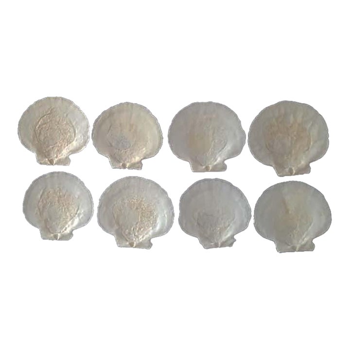 Pearly White Decorative Sea Shells - Lot of 8 | Chairish
