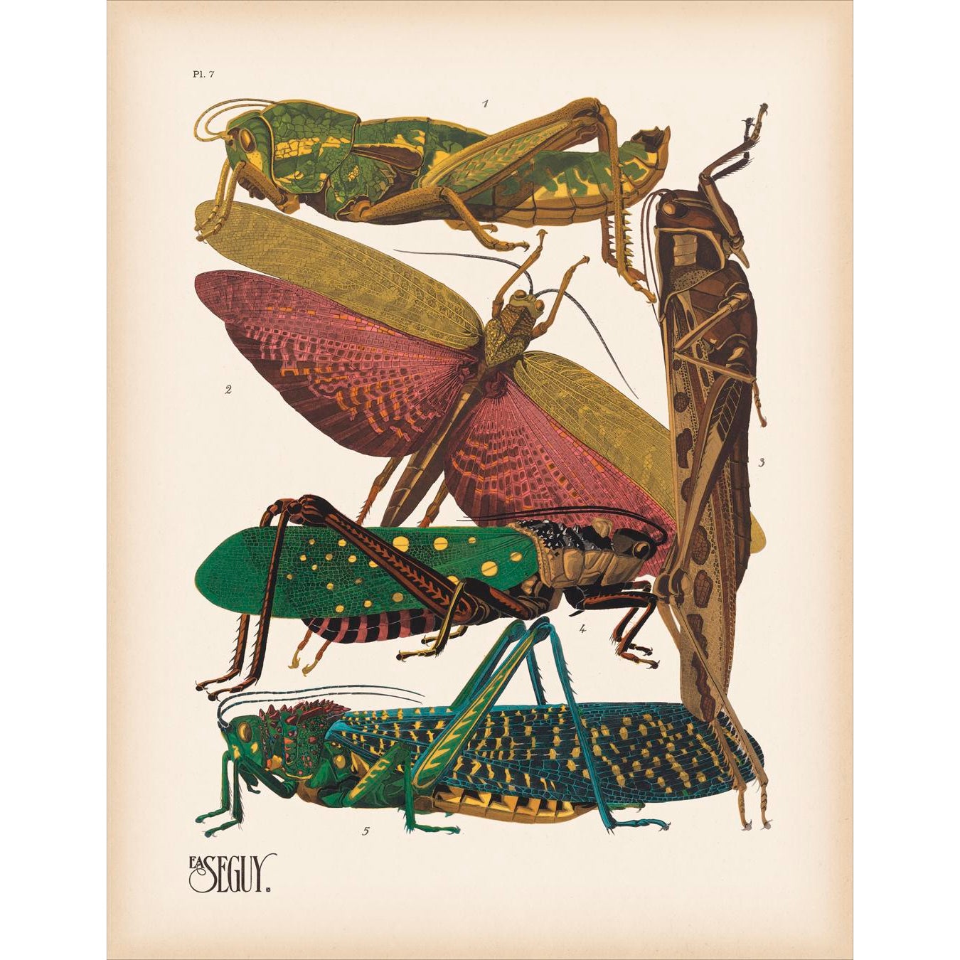 Insects Plate 7 Giclee Reproduction Art Print After Emile Allain Séguy ...