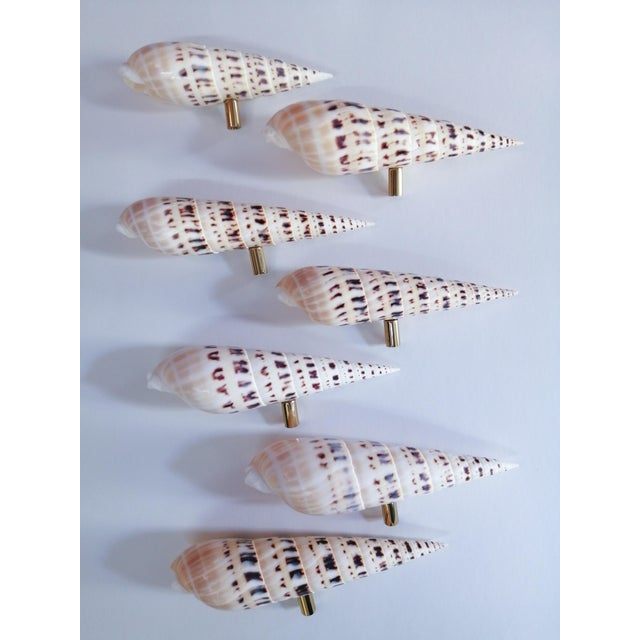 Marjorie Skouras Design Natural Cone Seashell Cabinet Pulls - Set of 8 ...