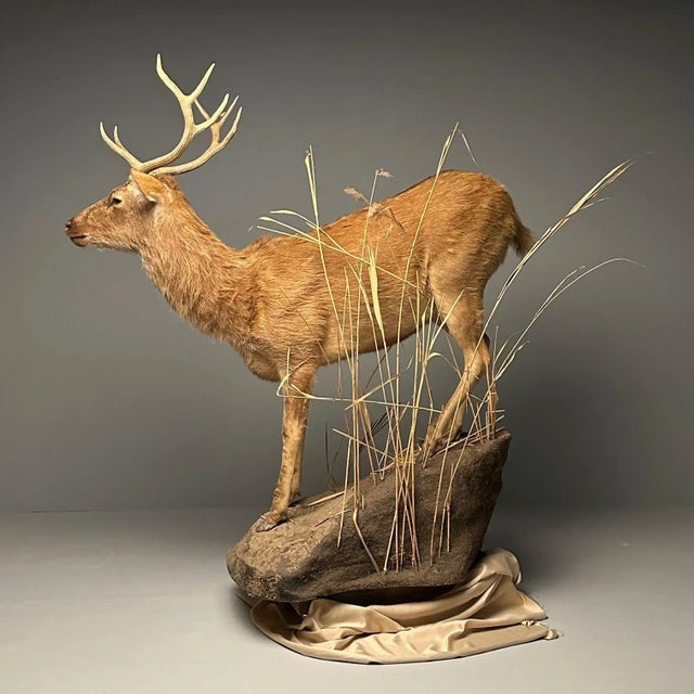 Life-Size Taxidermy Full Body Deer on Faux ConcreteBase, Barasingha ...