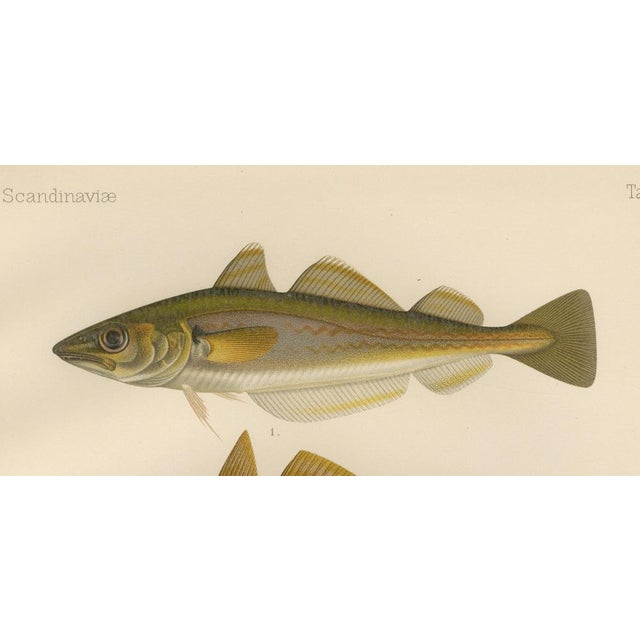 Whiting and Poor Cod and Pollack and Saithe, 1895, Paper | Chairish