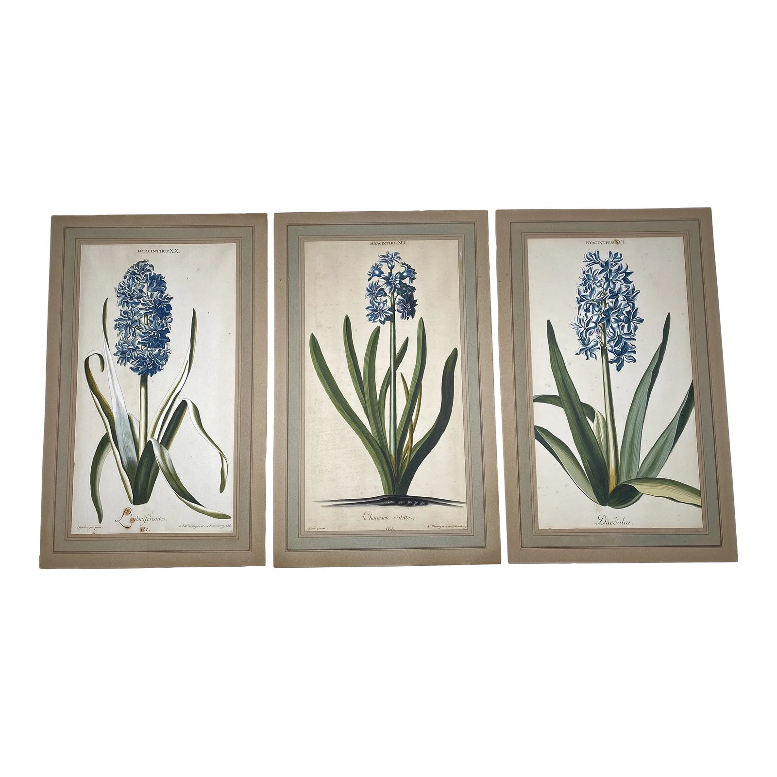 Late 18th Century Botanicals Georg Ehret Prints - Set of 3 | Chairish