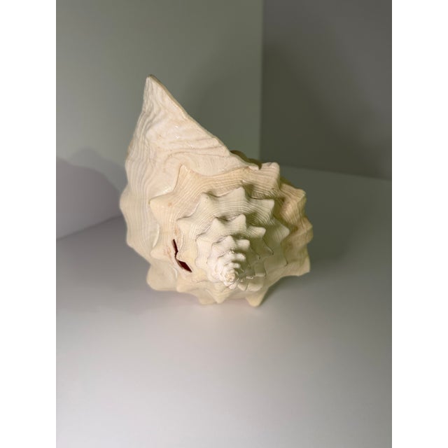 Vintage Caribbean Queen Conch Shell – Bahamas Coastal Style, Circa 1970 ...