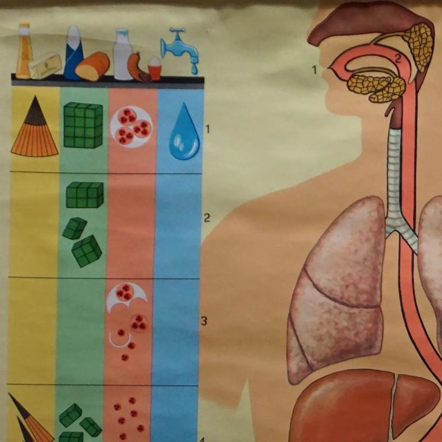 Human Metabolism Body Excretion Water Balance Medical Wall Chart | Chairish