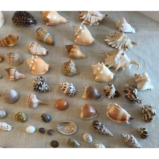 Natural Seashell Collection - Set of 97 | Chairish