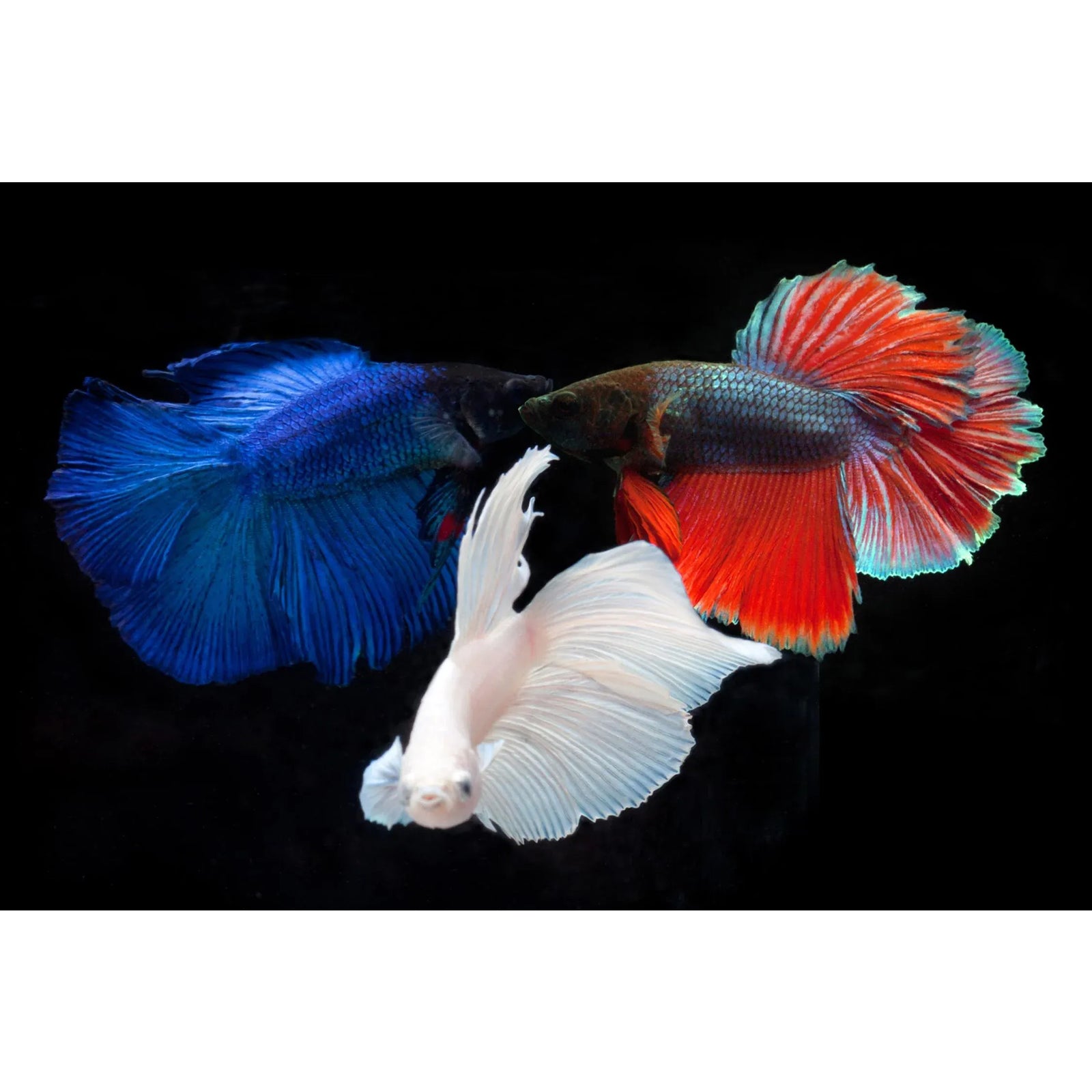 "Triple Betta" Contemporary Photograph of a Fish | Chairish