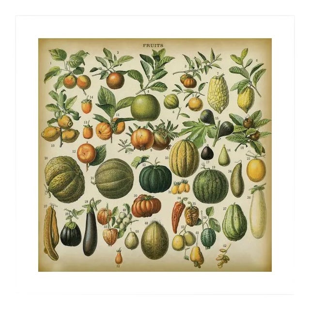 Antique 'Fruits' Archival Print | Chairish