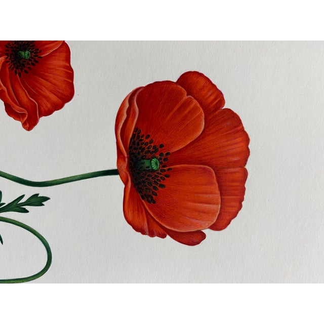 Realistic Poppy Still Life Botanical Painting , Red Poppy Original ...