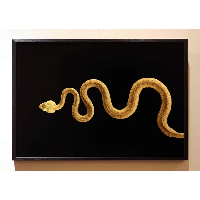 Eyelash Pit Viper #1 by Brad Wilson - Animal Portrait Photography ...