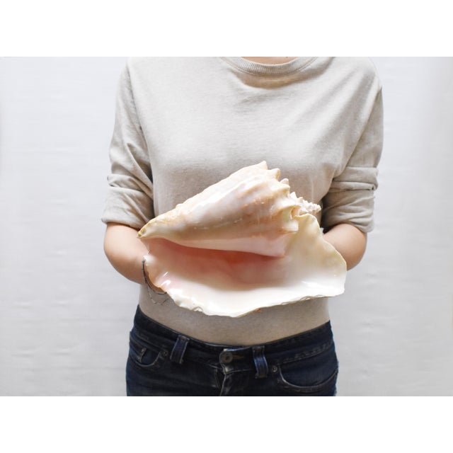 Vintage Natural Conch Shell Nautical Coastal Decor | Chairish