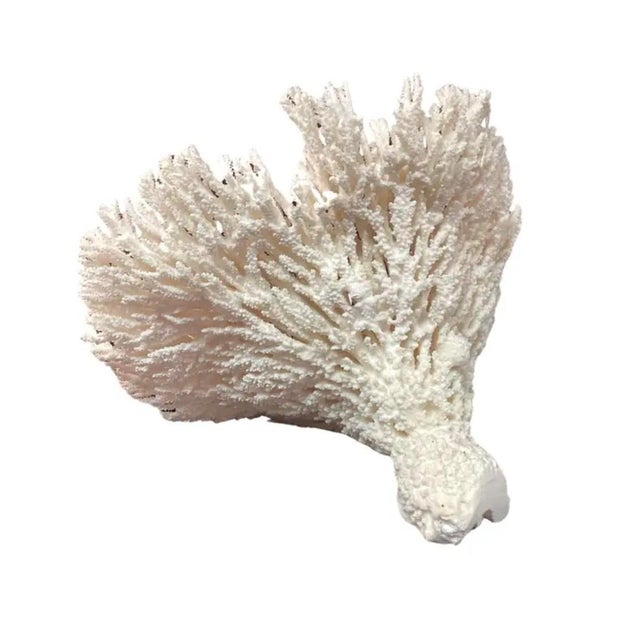 Natural White Coral Reef Specimen #2 | Chairish