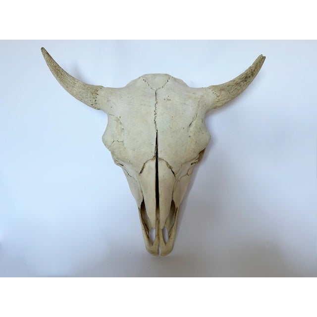 1930's Primitive Western Decor Buffalo Animal Skull | Chairish