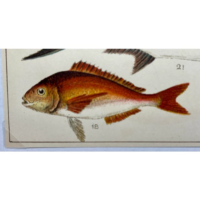 Antique Fish Print From England Featuring a Pandora, Bergylt, Shadow Fish, Swordfish , Hairtail ...