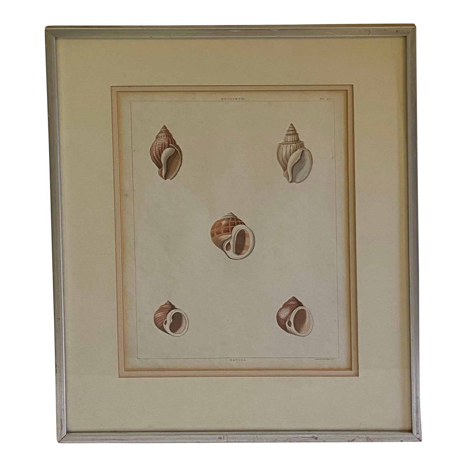 Antique Hand Colored Engraved Shell Book Plate “Natica” | Chairish