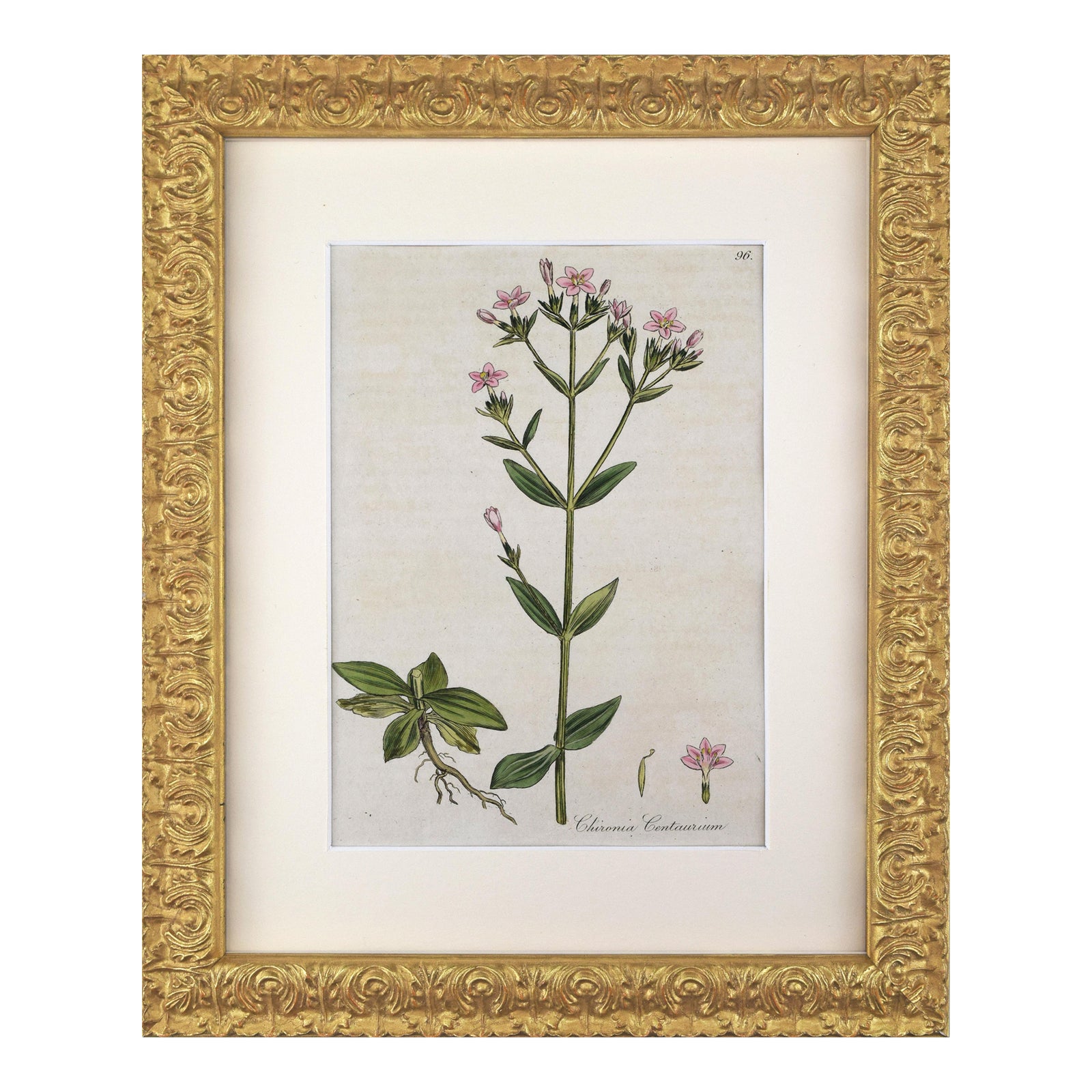 Early 19th Century English Hand Colored Floral Botanical Engraving by ...