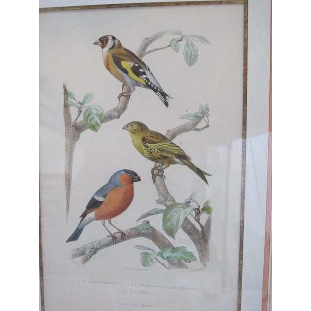 Garnier Freres 1879 Fournier Framed Hand Colored Trio Bird Engraving ...