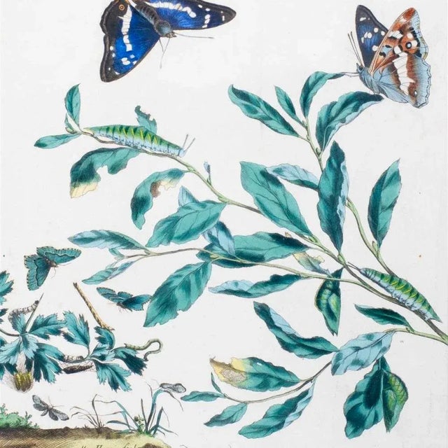 Rare Moses Harris Hand Colored Butterfly Engravings- a Pair | Chairish