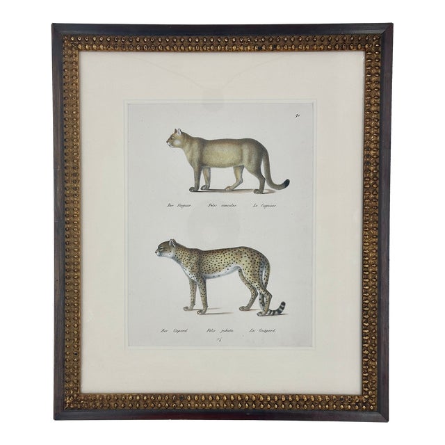 1824 Serval Cat, Framed Antique Print | Chairish