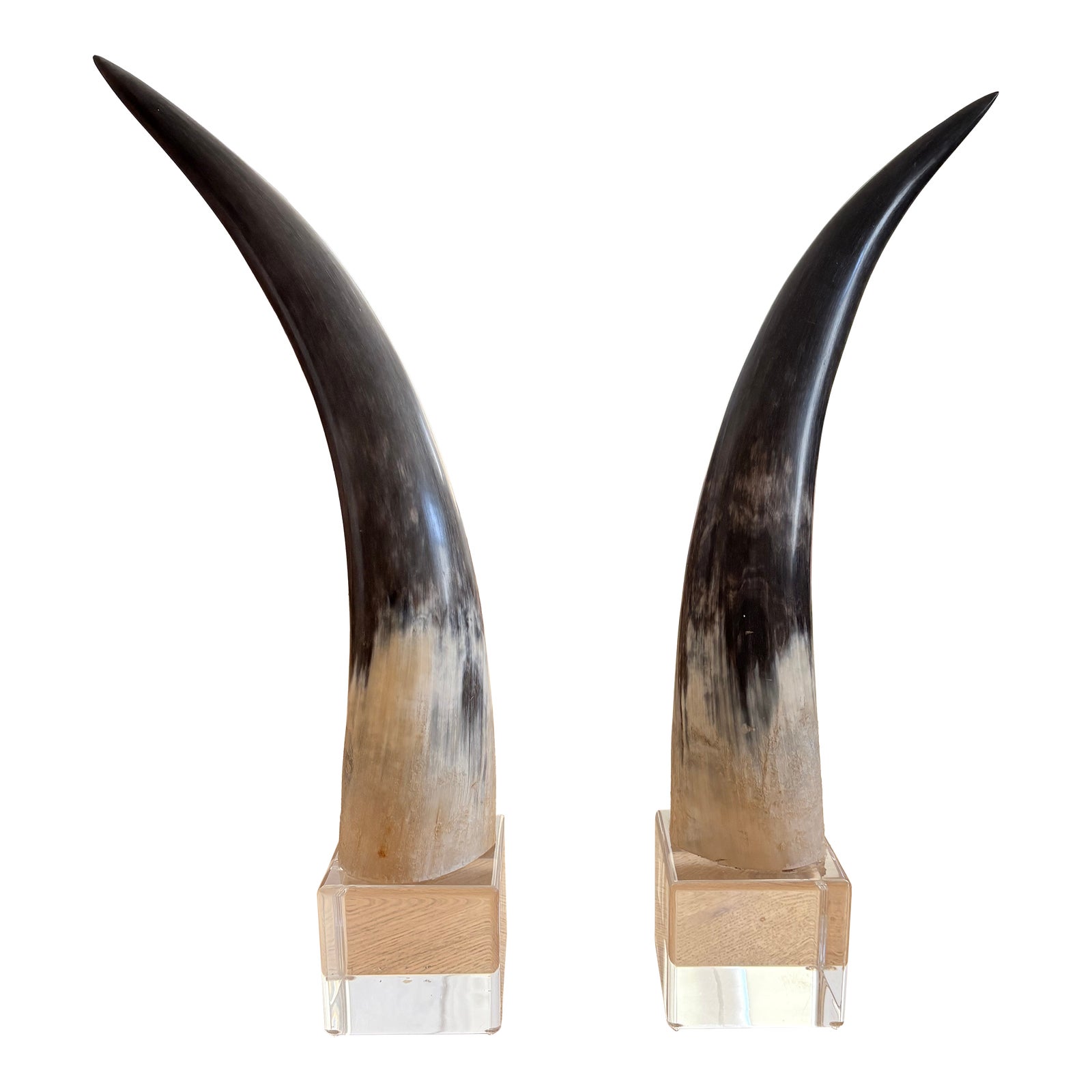 Large Vintage Steer Horns Mounted on Lucite Bases- a Pair | Chairish
