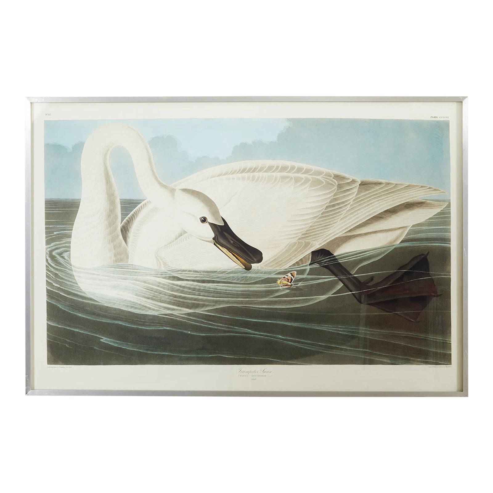 Audubon Trumpeter Swan Plate #82 Oppenheimer Edition | Chairish