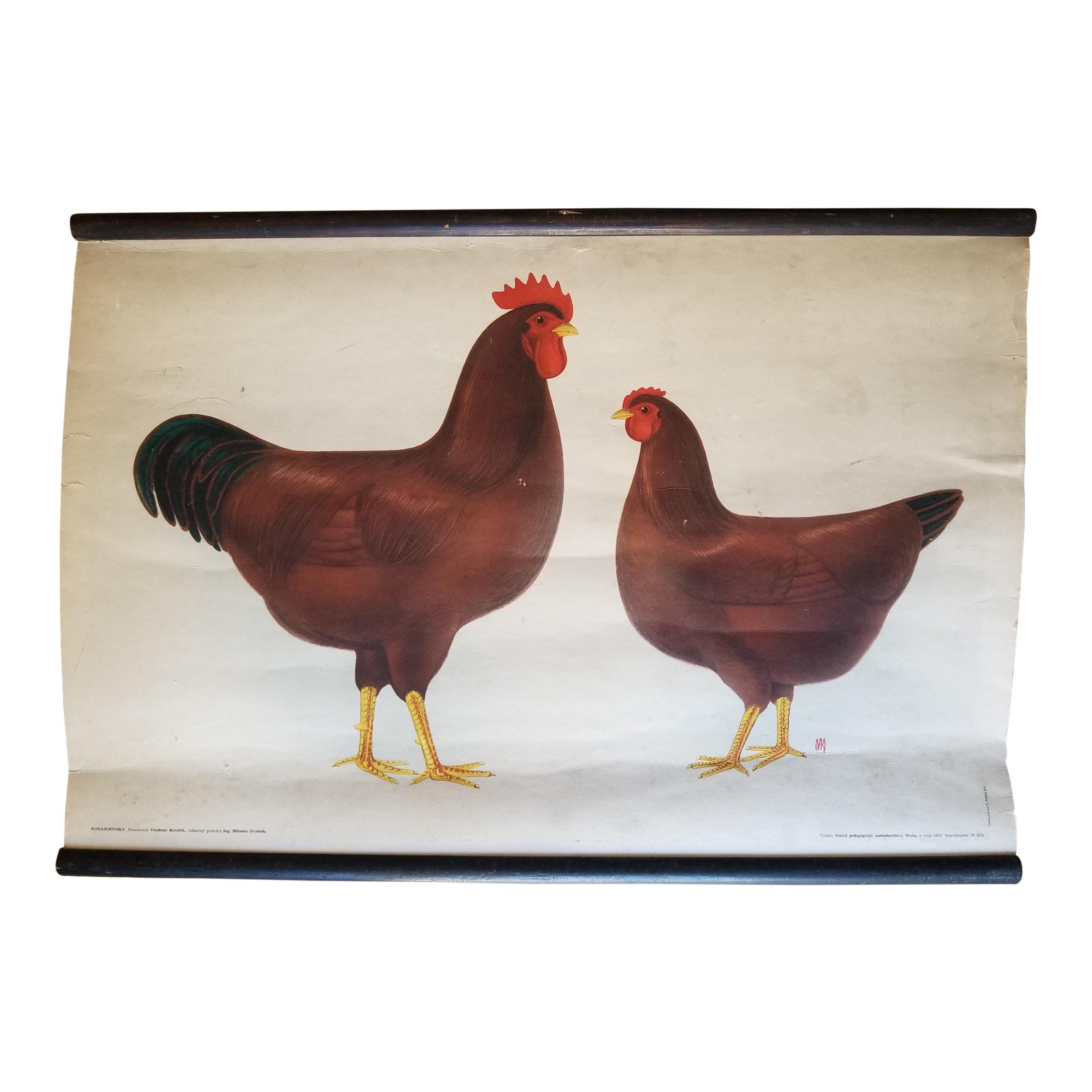 Antique Chicken Science Poster | Chairish