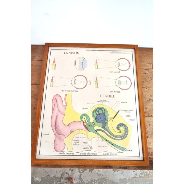 Vintage Double Sided School Posters in Frame of the Human Body, 1950s ...