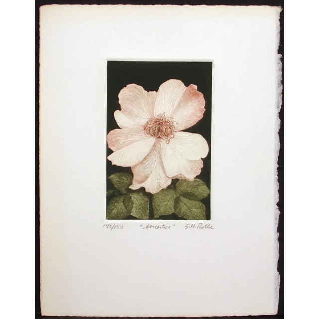 Gh Rothe "Ancestor" Small Signed Limited Edition Floral Mezzotint ...