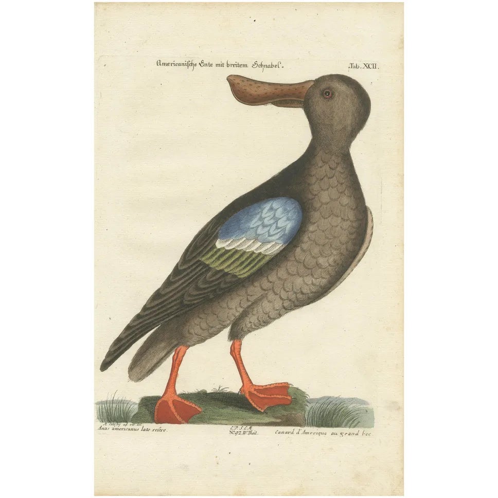 After George Edwards, American Duck with Broad Bill, 1770, Hand-Colored ...