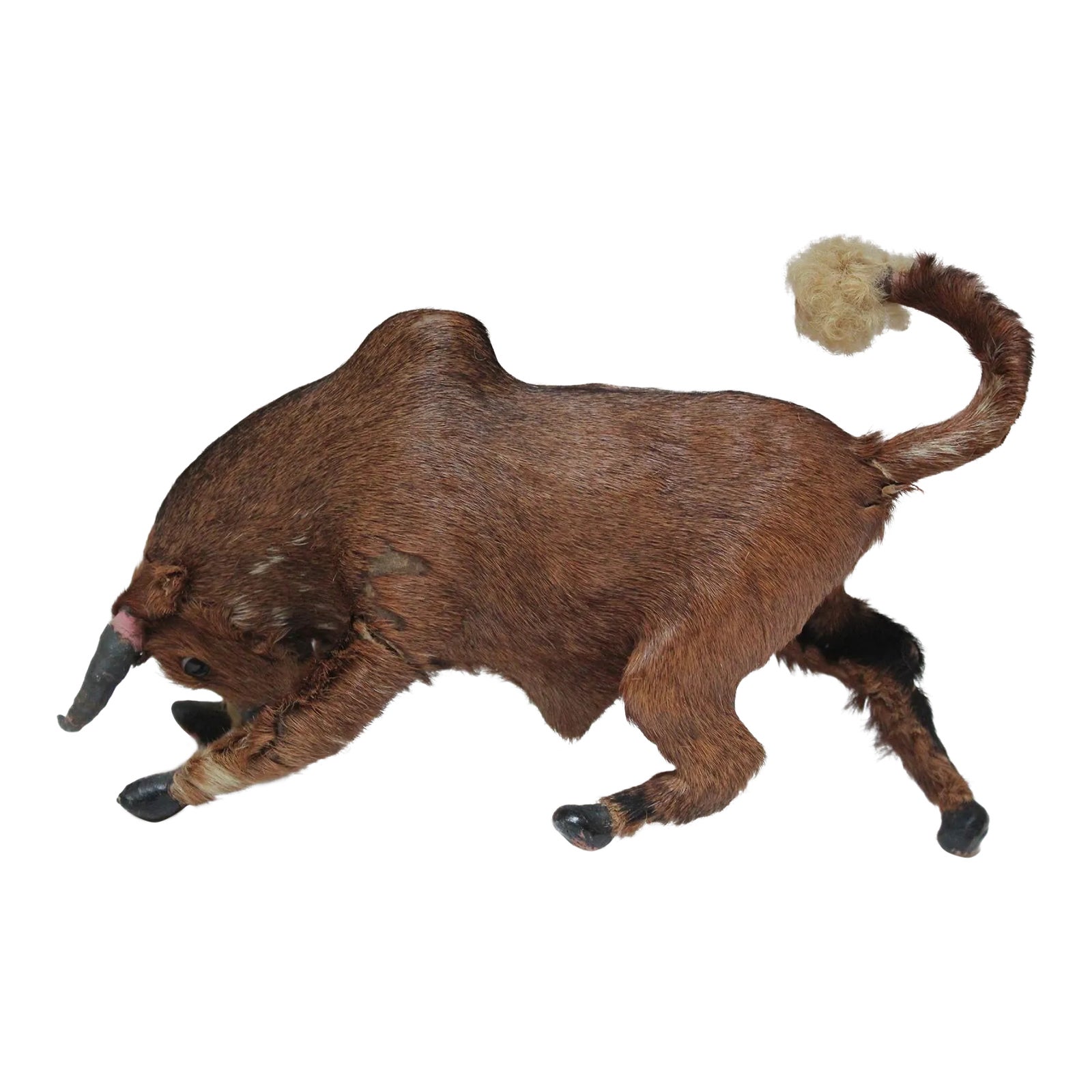 Early 20th Century Miniature Taxidermy Brahma Bull | Chairish