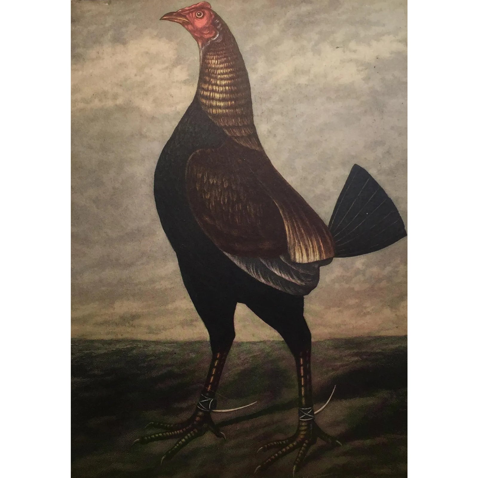 1952 Fighting Cock Gentry Magazine Cover | Chairish
