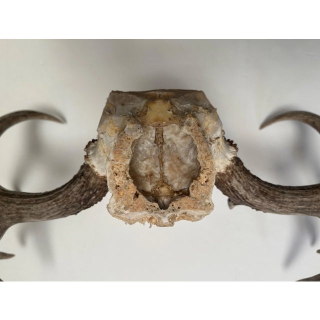 Vintage Natural 10-Point Deer Antlers | Chairish