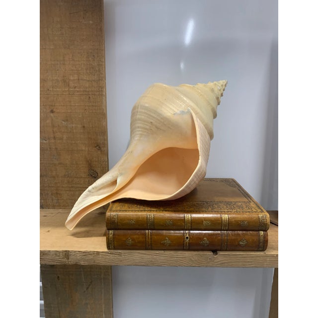 Early 20th Century Extra Large Syrinx Aranus Sea Shell | Chairish