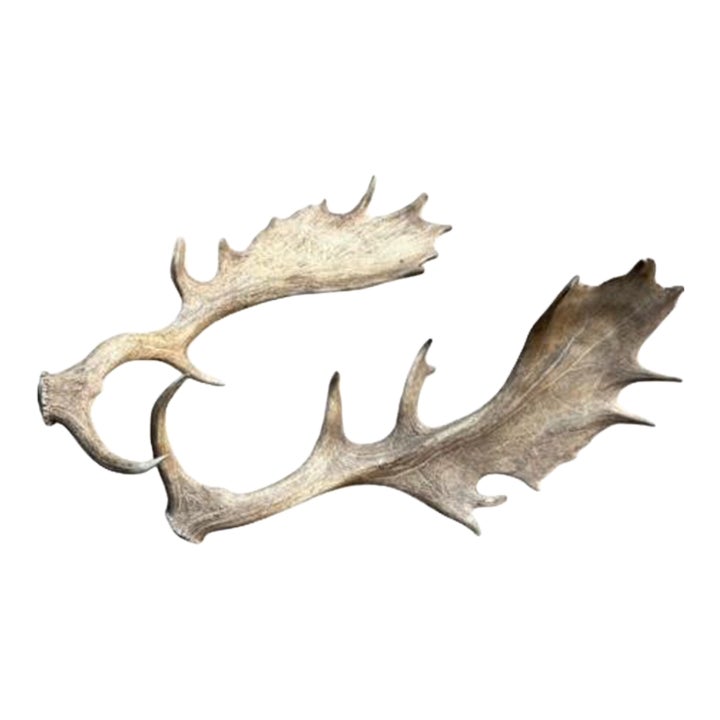 Set of 2 Vintage Fallow Deer Antlers Shed | Chairish