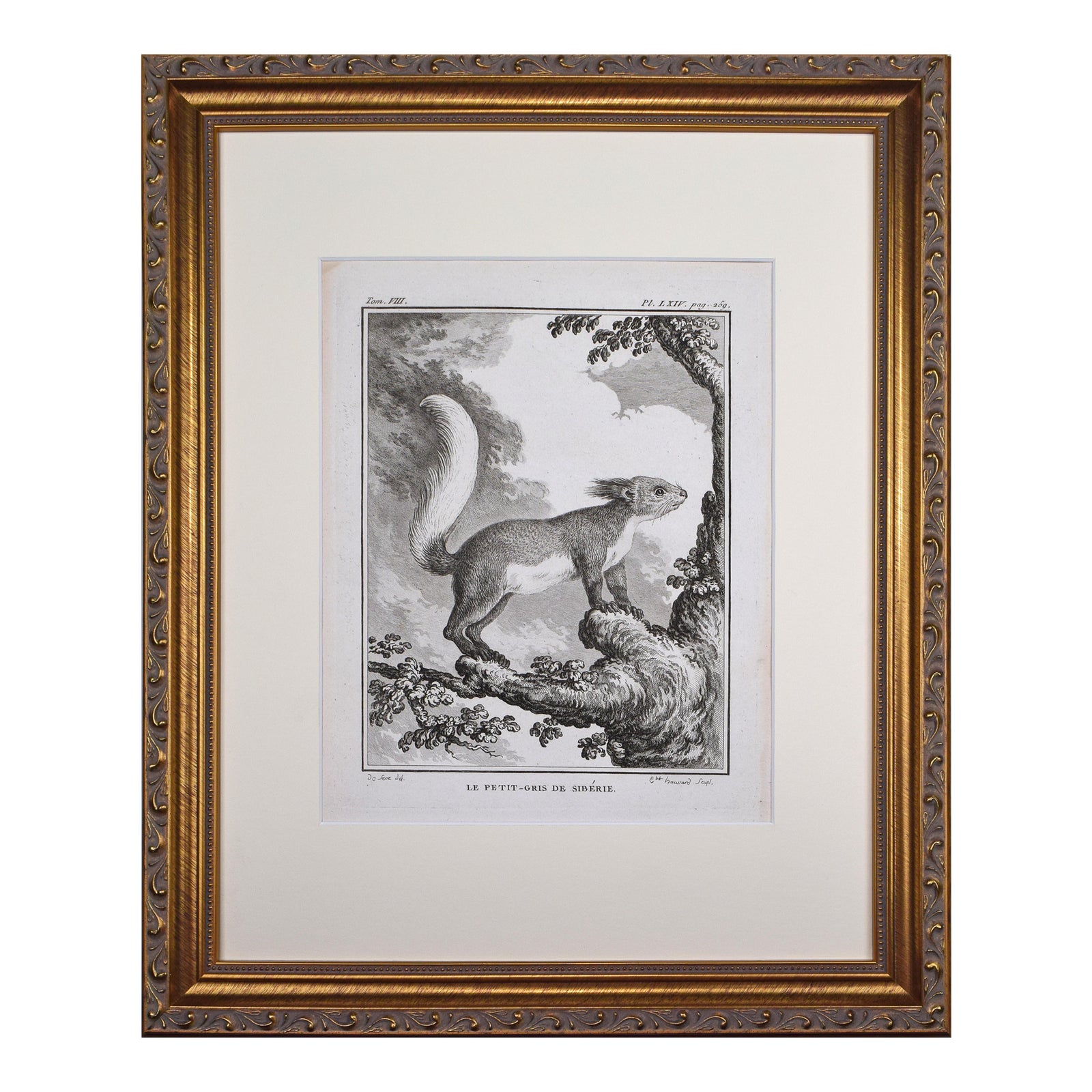 18th Century French Squirrel Engraving by Buffon 1789 | Chairish