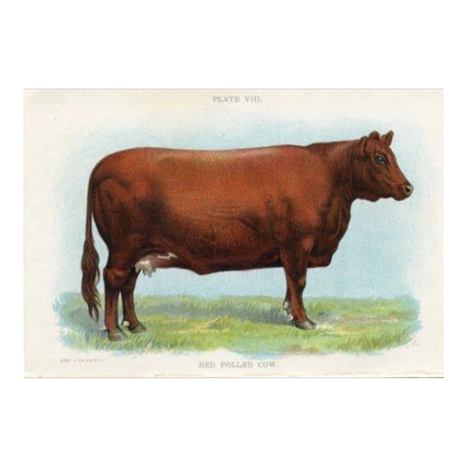 1913, Red Polled Cow Print, Original Antique Cow Print, Lithograph ...