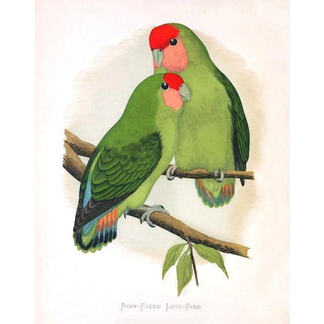19th Century British Parrot Study - Set of 12 | Chairish